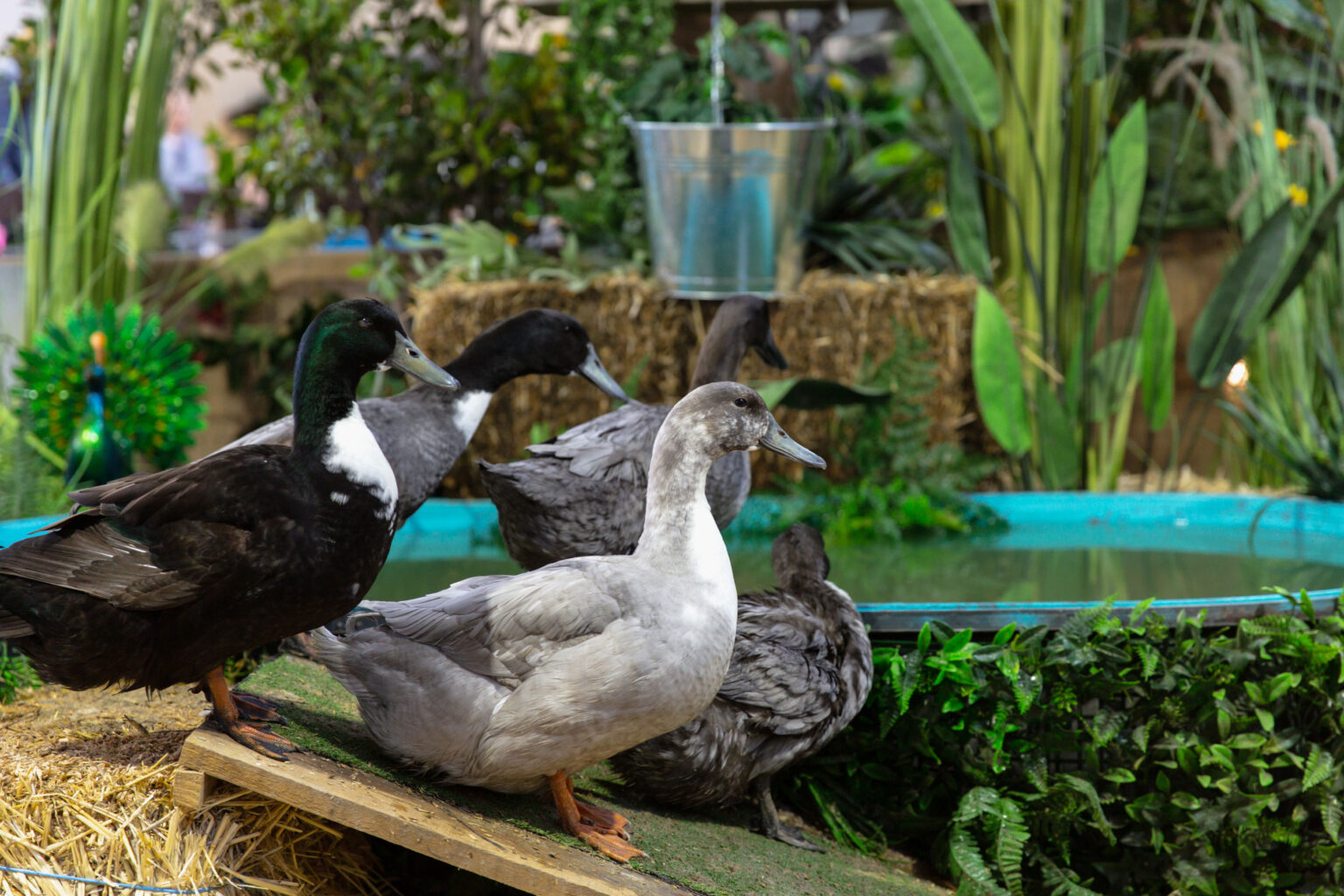 Swedish Ducks: Calm, Hardy, and Strikingly Beautiful