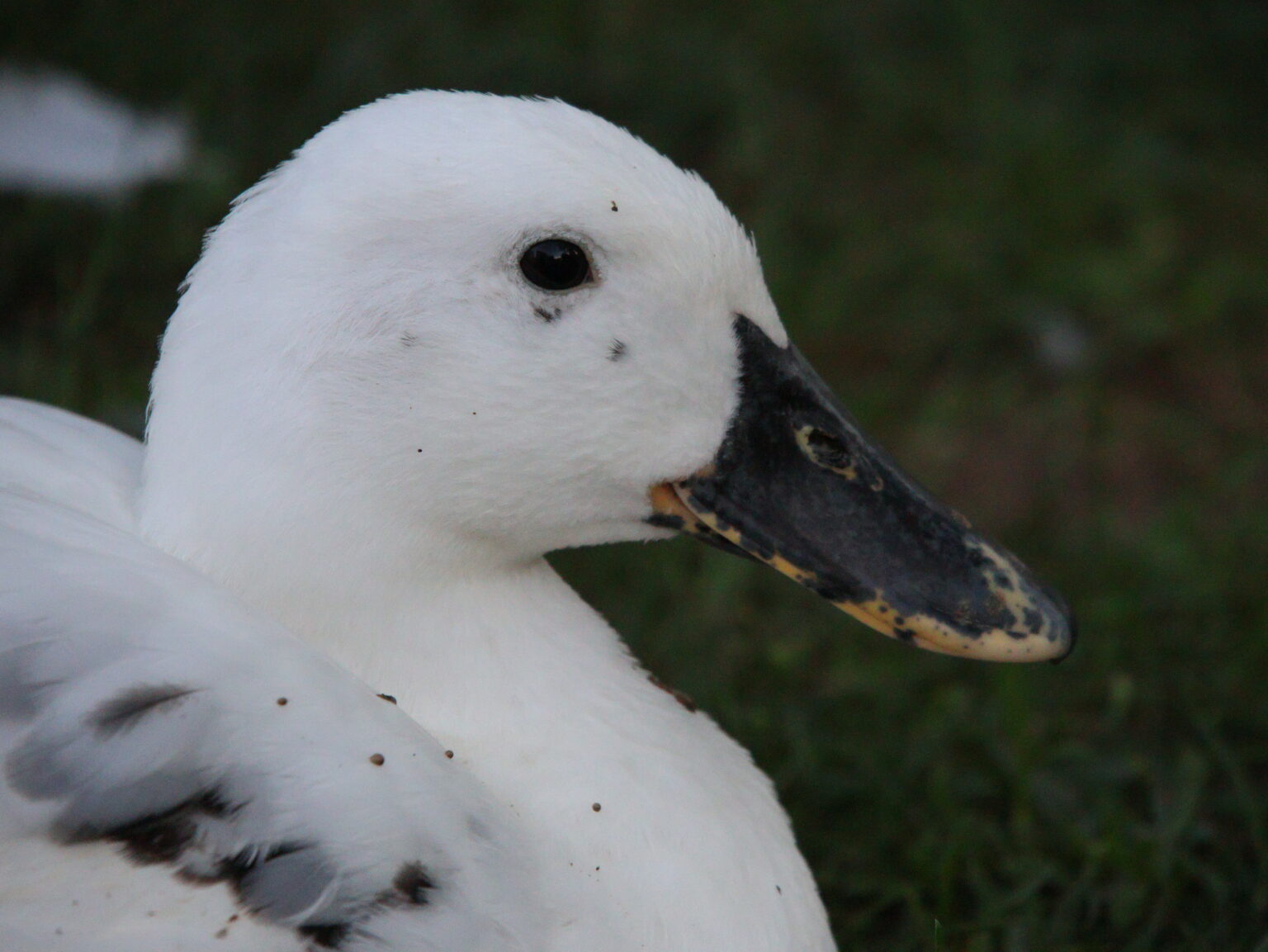 Duck Eye Facts: How Ducks See the World Differently