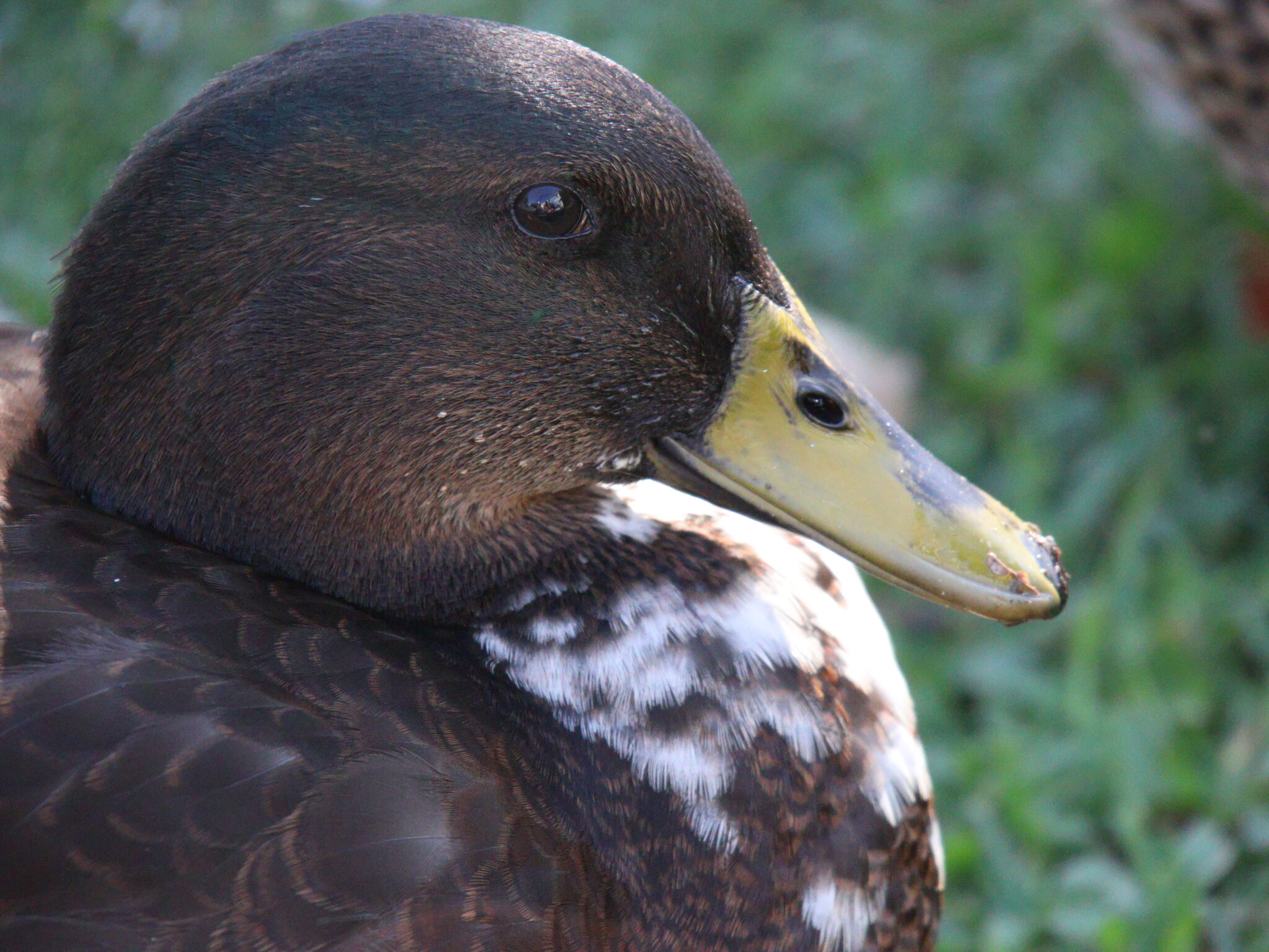Duck Eye Facts: How Ducks See the World Differently