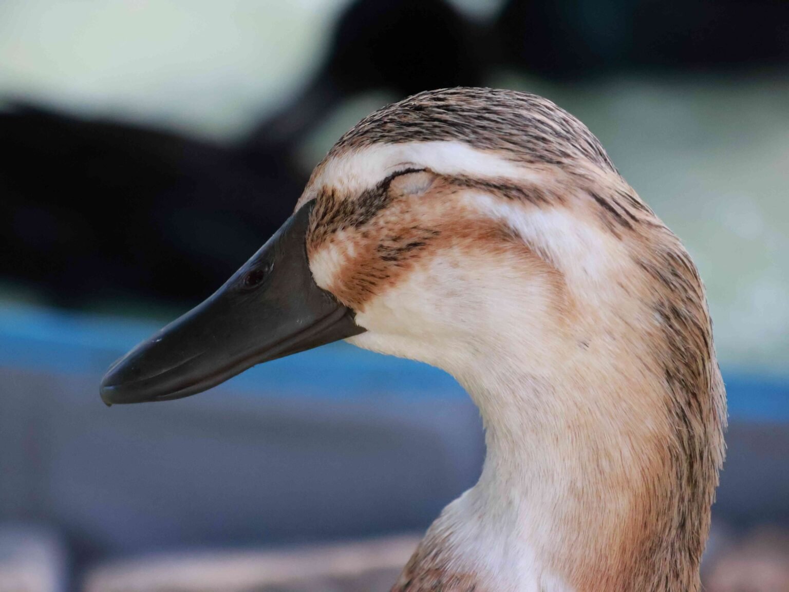 Duck Eye Facts: How Ducks See the World Differently