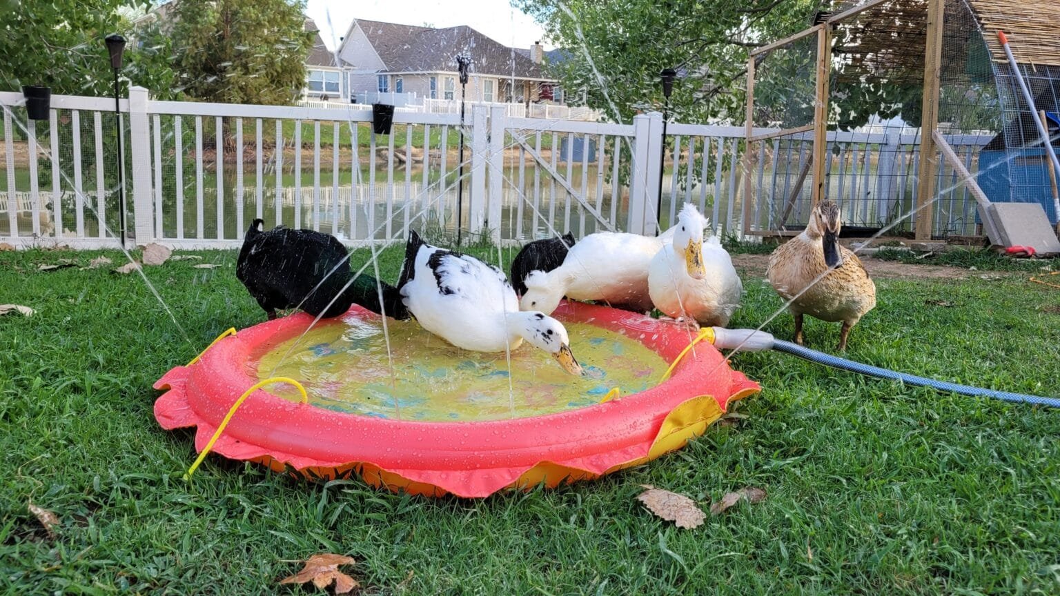 Enrichment and Toys for Ducks