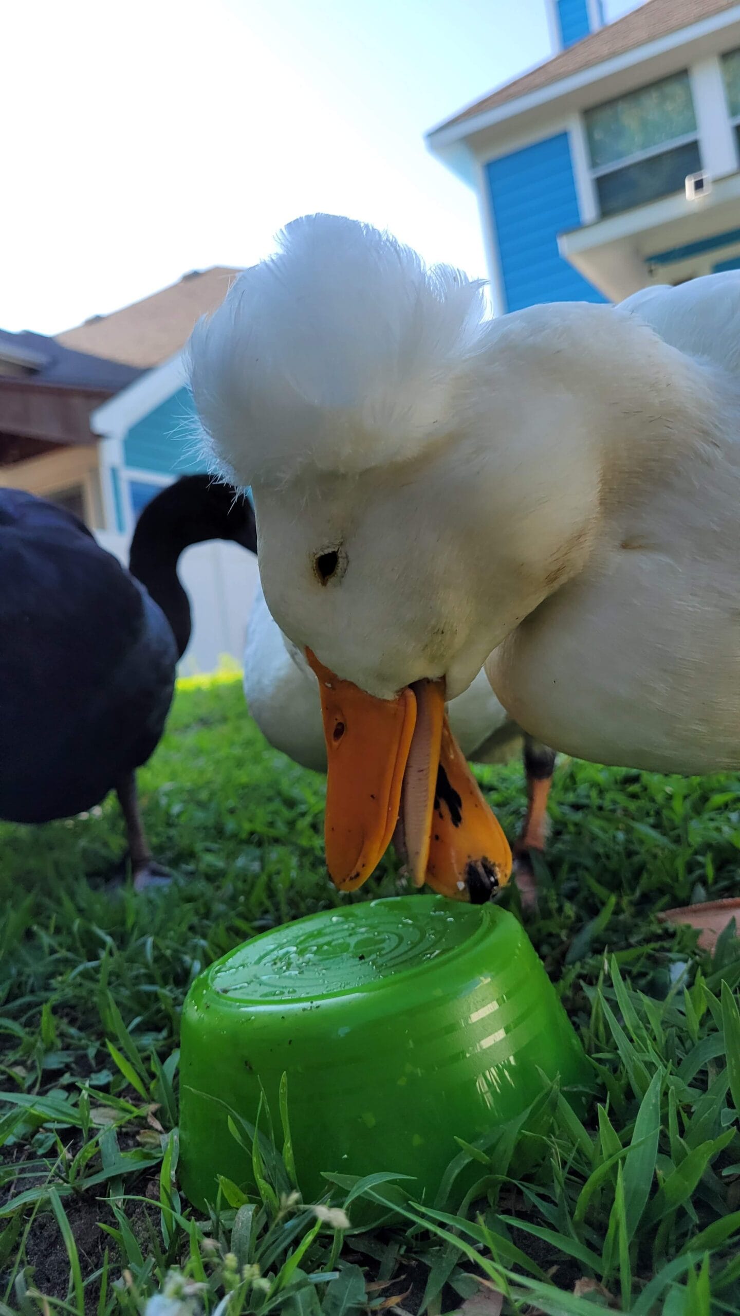 Enrichment and Toys for Ducks