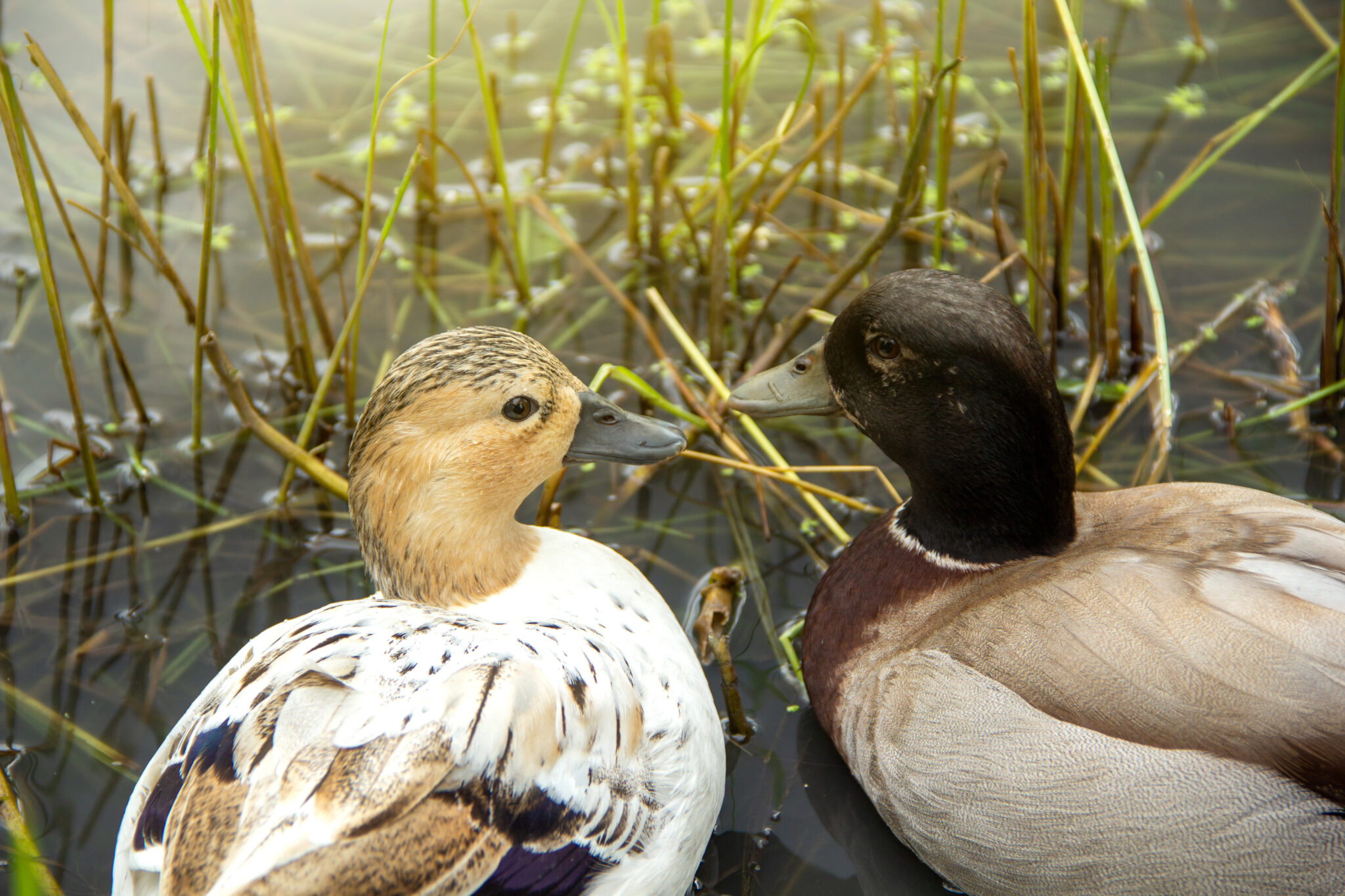 Call Ducks: Tiny Ducks with Big Personalities