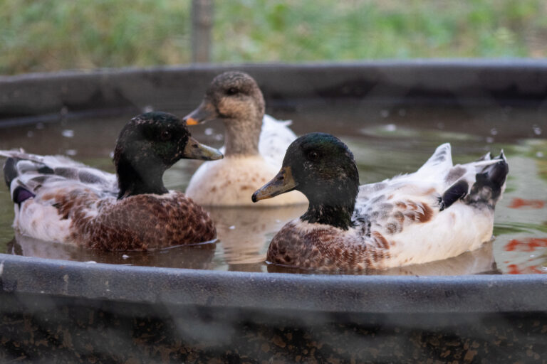 Call Ducks: Tiny Ducks with Big Personalities