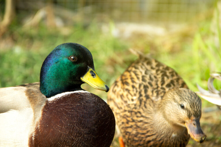 Call Ducks: Tiny Ducks with Big Personalitys