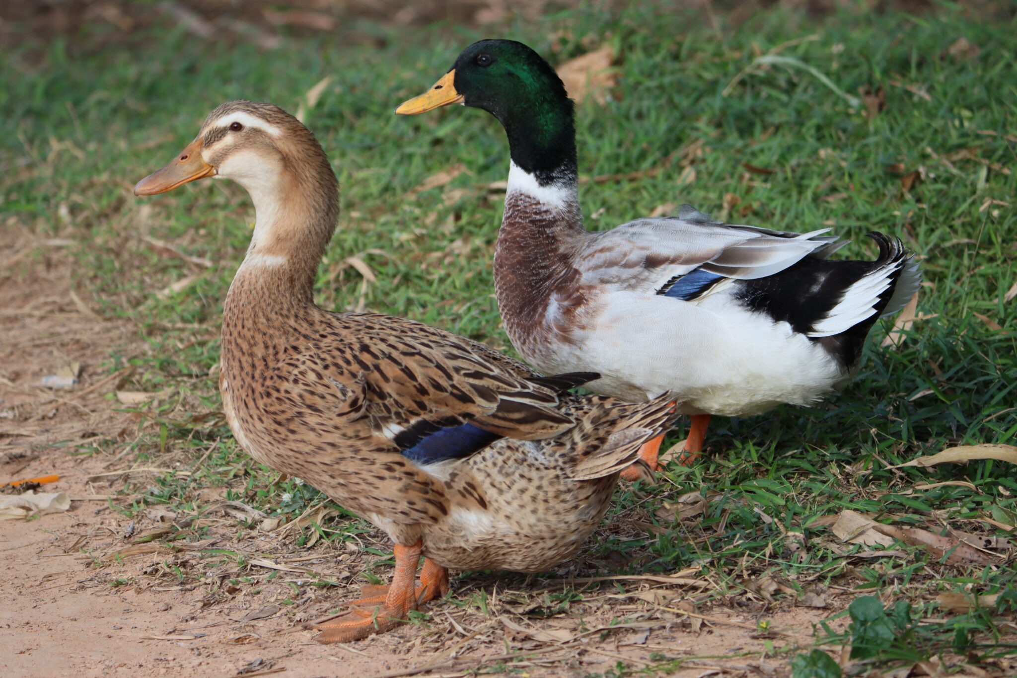 Ultimate Duck Breed Comparison Guide: Find the Right Duck for Your Flock