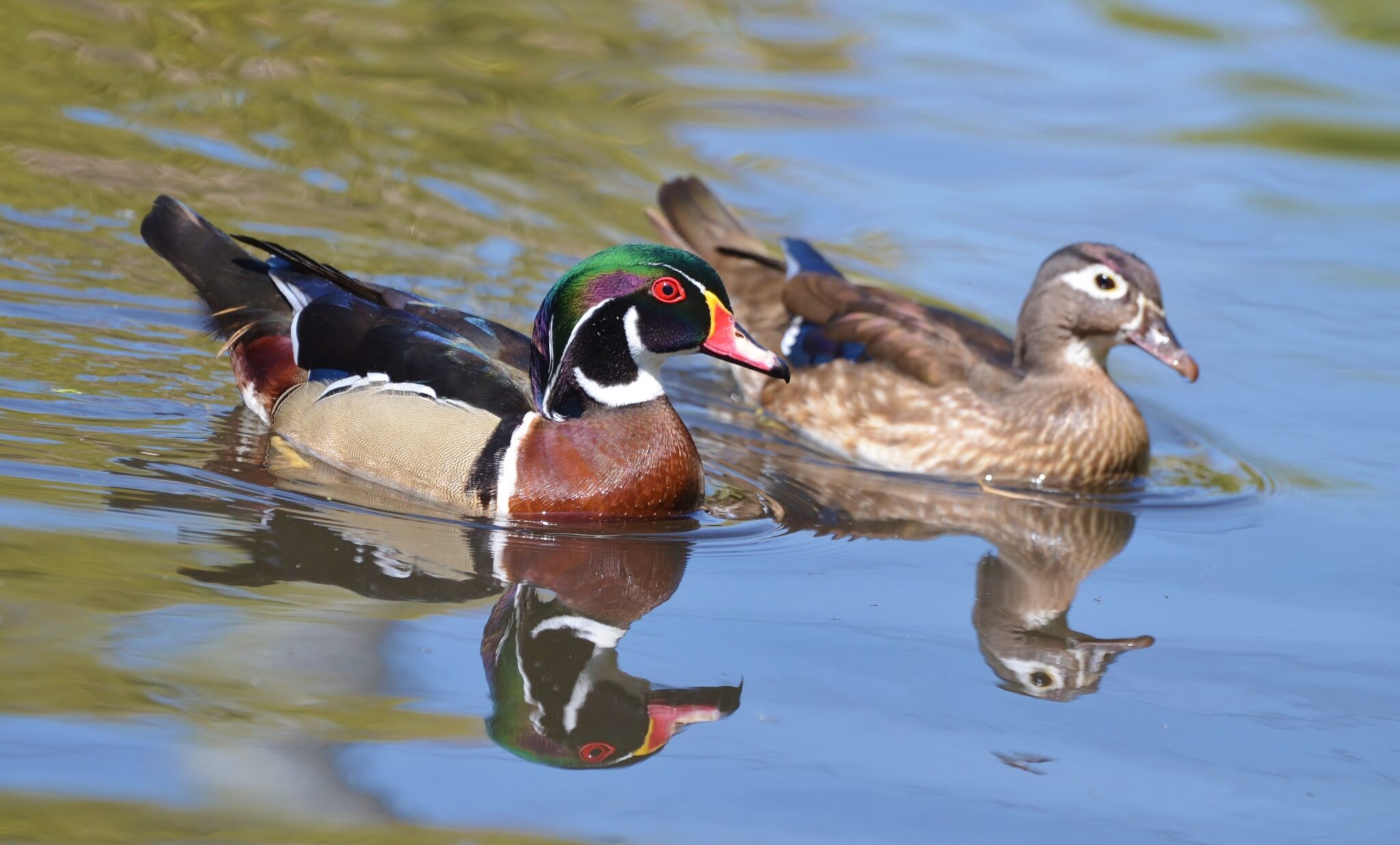 Wood Ducks: North America’s Tree-Nesting, Wild Beauties