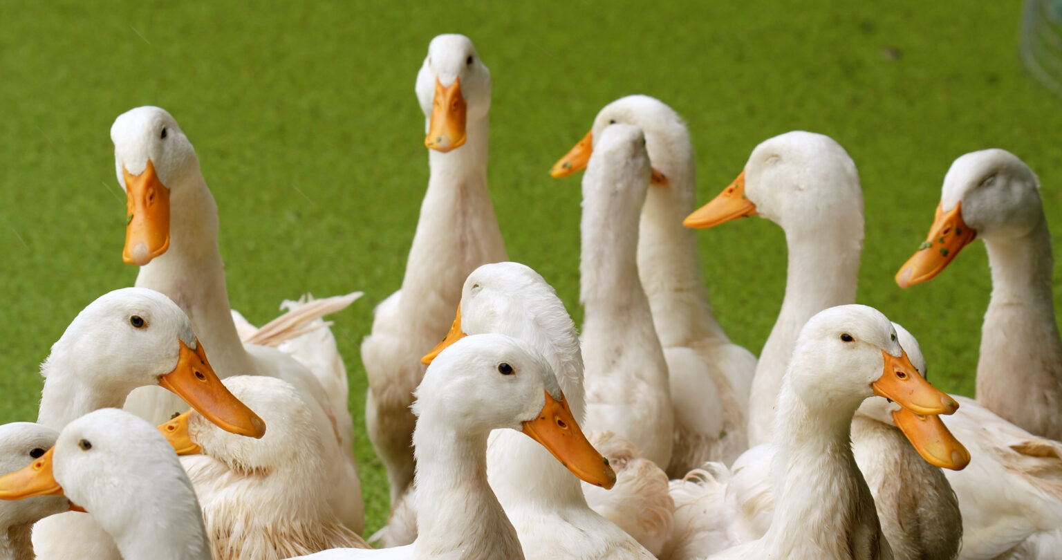 Ultimate Duck Breed Comparison Guide: Find the Right Duck for Your Flock
