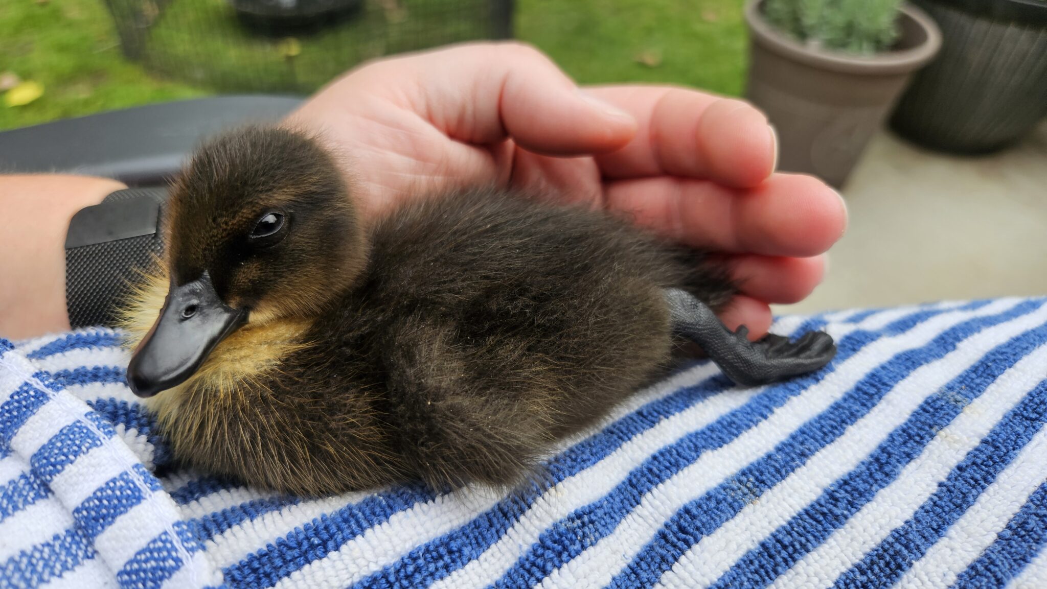 The Science of Imprinting: Why Some Ducks Bond So Strongly to Humans