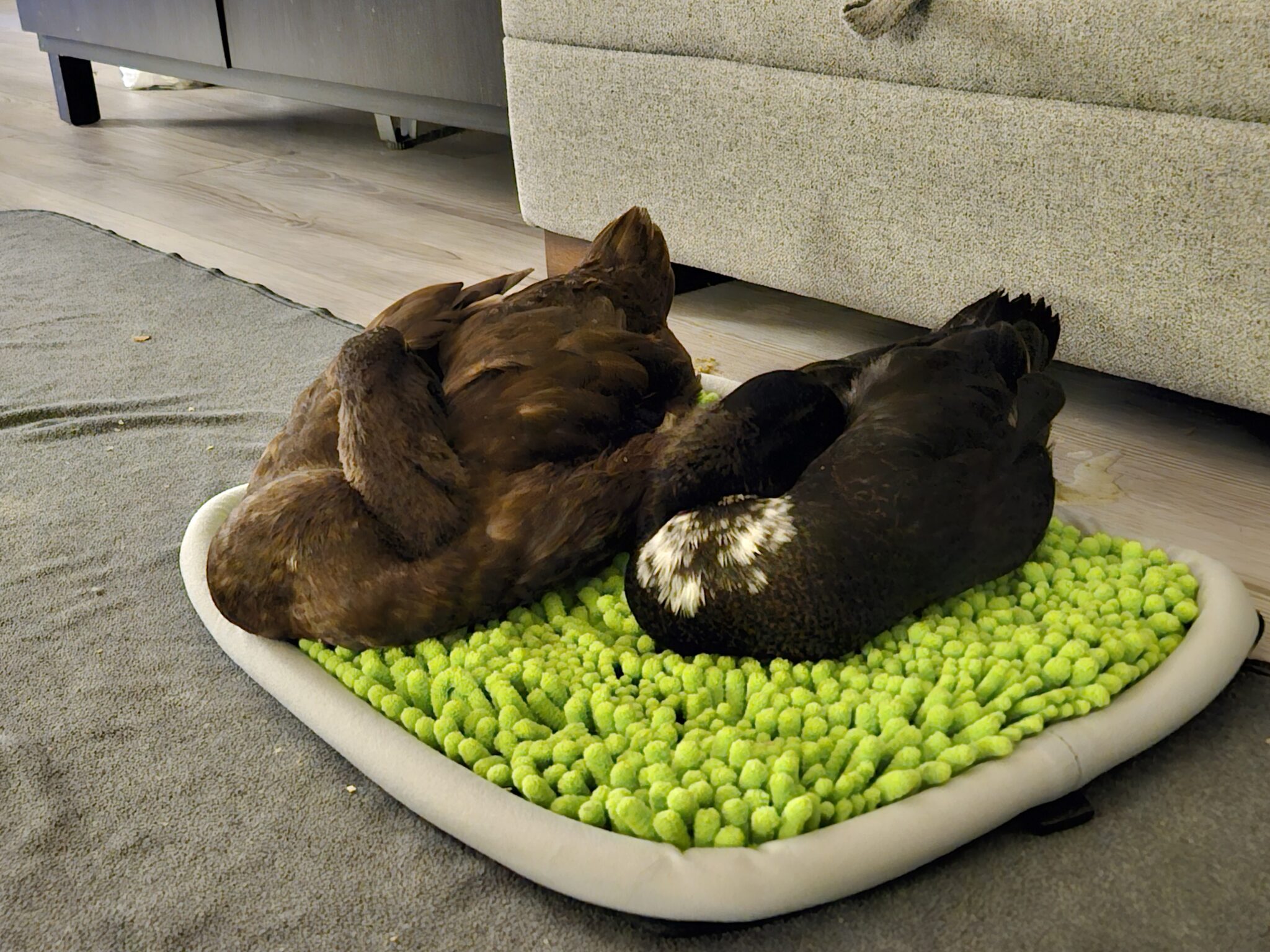 How Ducks Sleep: Brain Hemispheres, Posture, and Safety