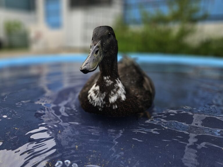 Color Genetics in Ducks: Why Are Some Ducklings a Surprise?