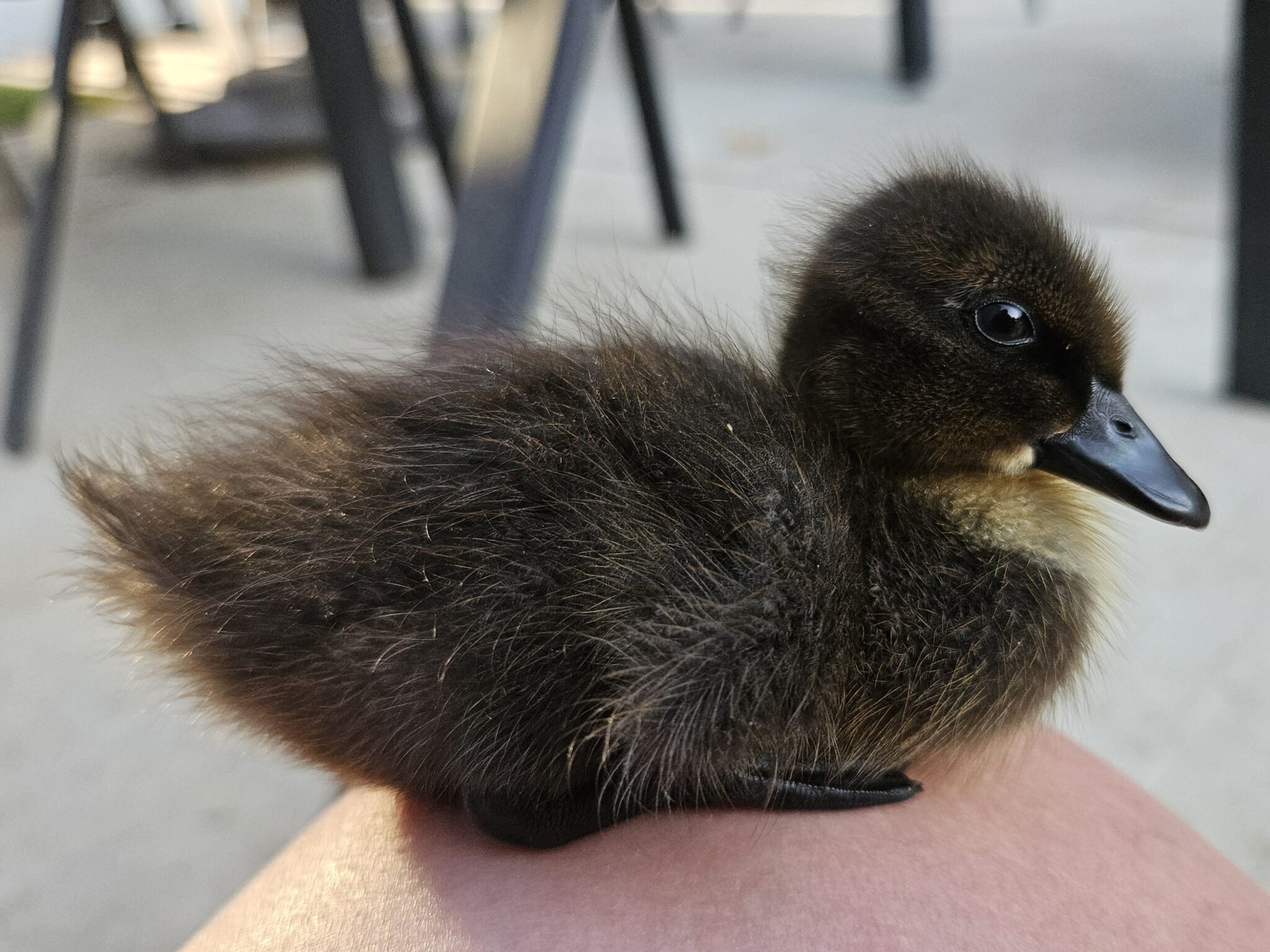 The Science of Imprinting: Why Some Ducks Bond So Strongly to Humans
