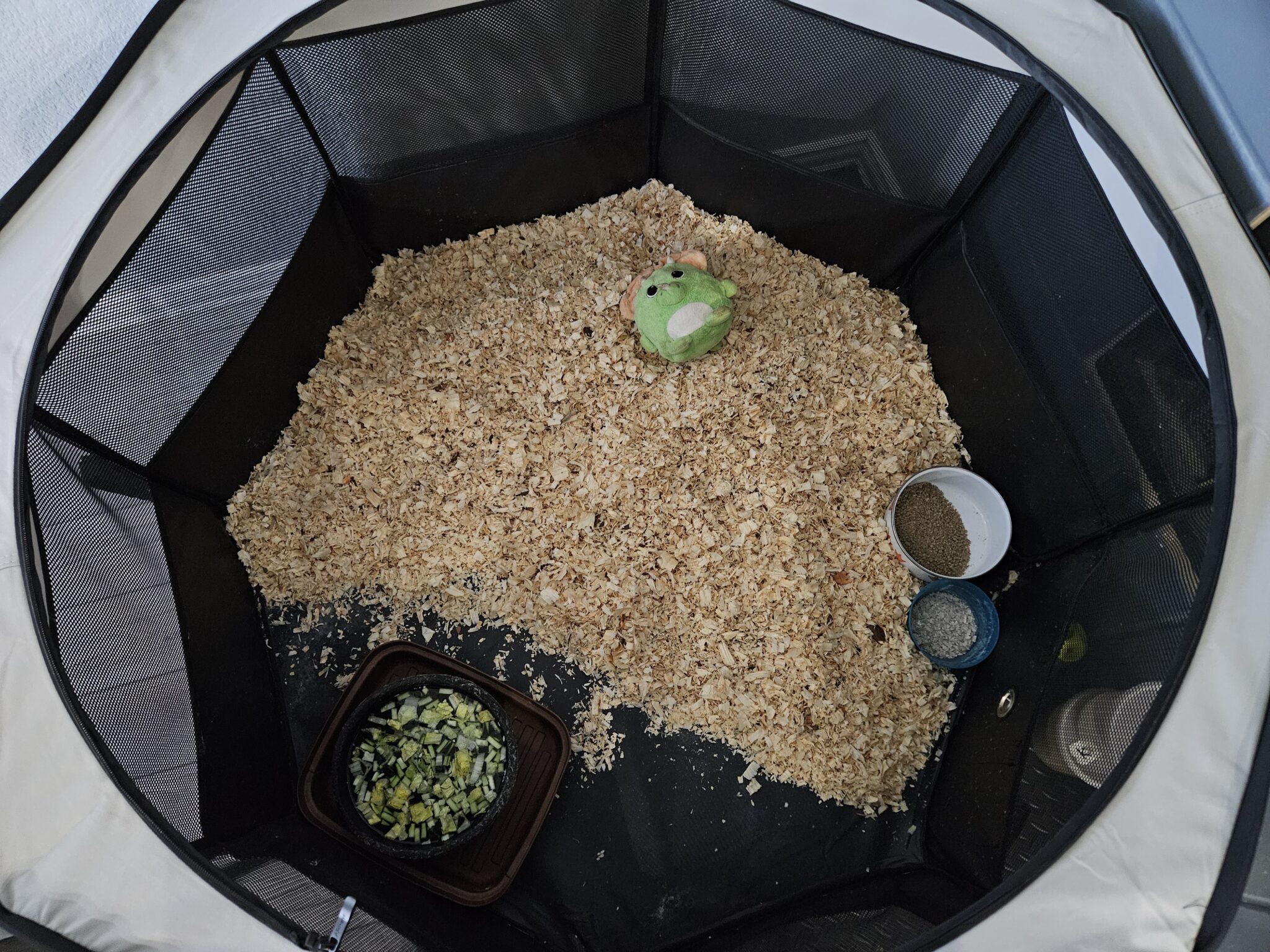 Indoor Pet Ducks: Tips for a Happy, Healthy House Duck