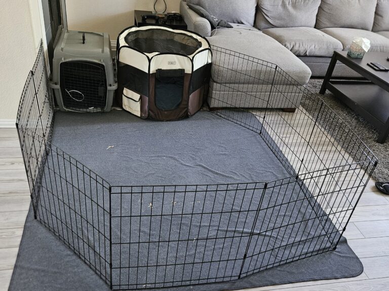 Indoor Pet Ducks: Tips for a Happy, Healthy House Duck