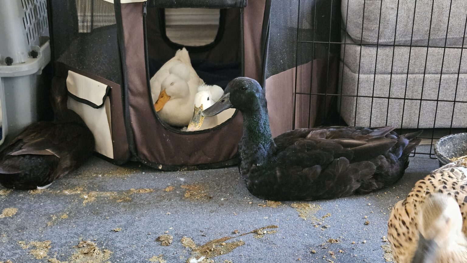 Indoor Pet Ducks: Tips for a Happy, Healthy House Duck