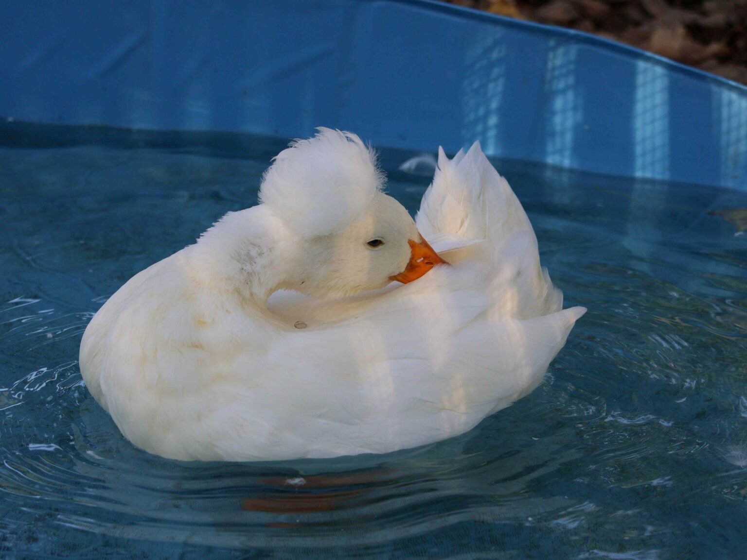 Duck Diagnostic Chart: Vital Signs, Tests, and What Your Duck's Poop Is ...