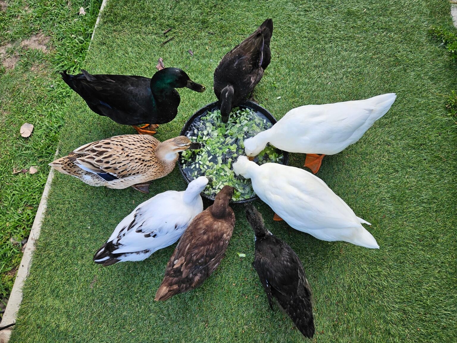 Indoor Pet Ducks: Tips for a Happy, Healthy House Duck