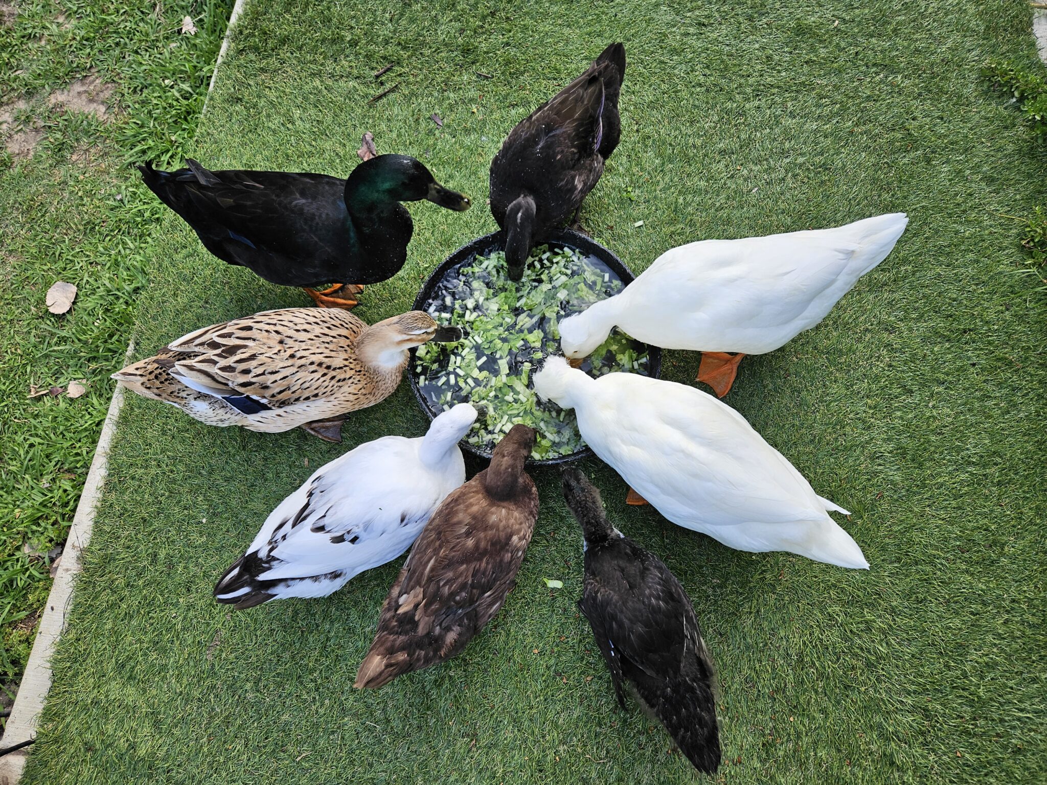 Indoor Pet Ducks: Tips for a Happy, Healthy House Duck