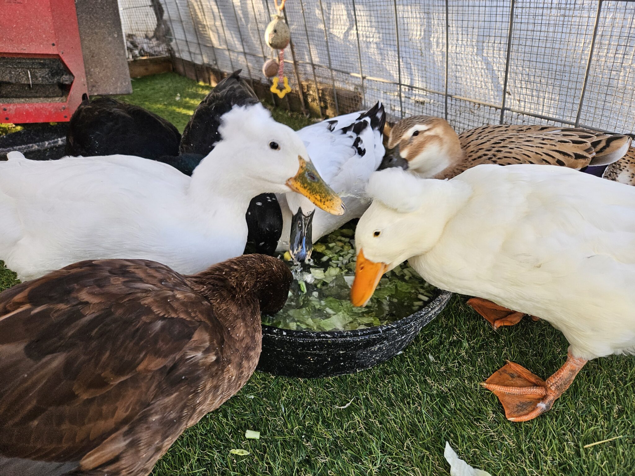 Creating the Perfect Home for Your Pet Ducks: Housing, Space, and ...