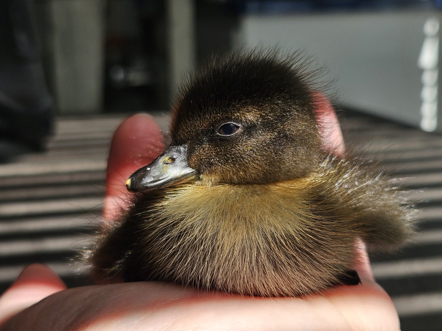 The Science of Imprinting: Why Some Ducks Bond So Strongly to Humans