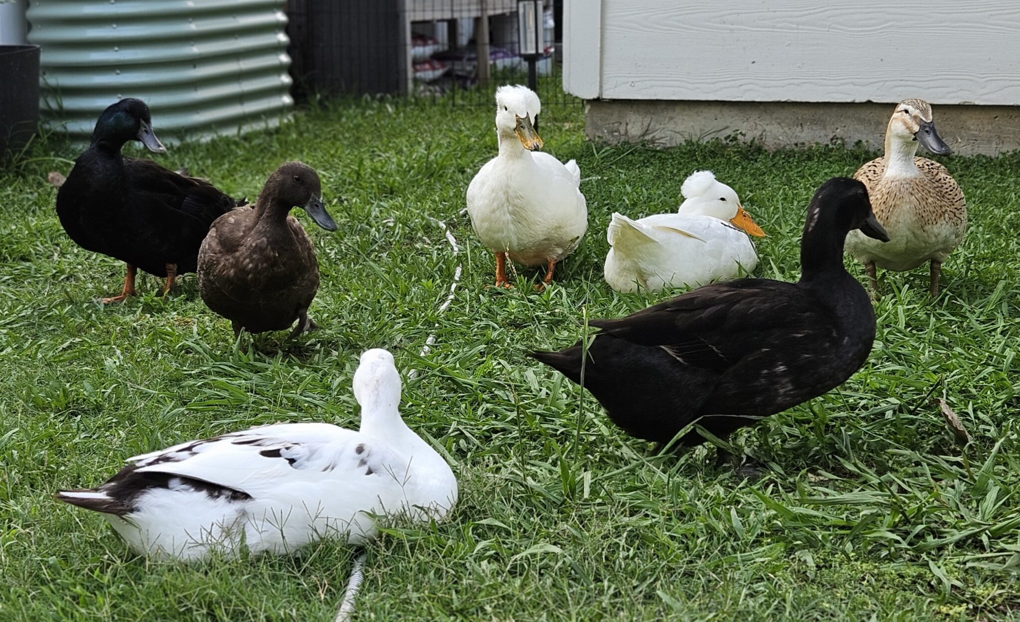 Ultimate Duck Breed Comparison Guide: Find the Right Duck for Your Flock