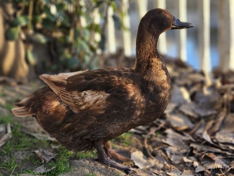 Ducks as Emotional Support Animal: What You Should Know