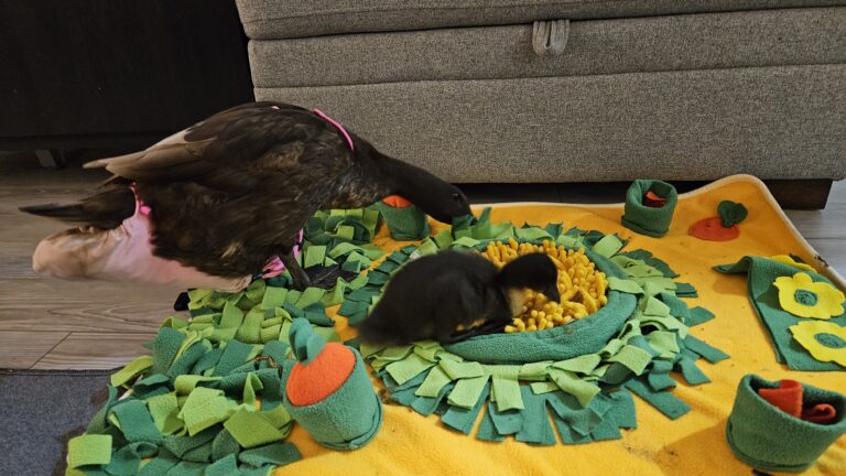 Indoor Pet Ducks: Tips for a Happy, Healthy House Duck