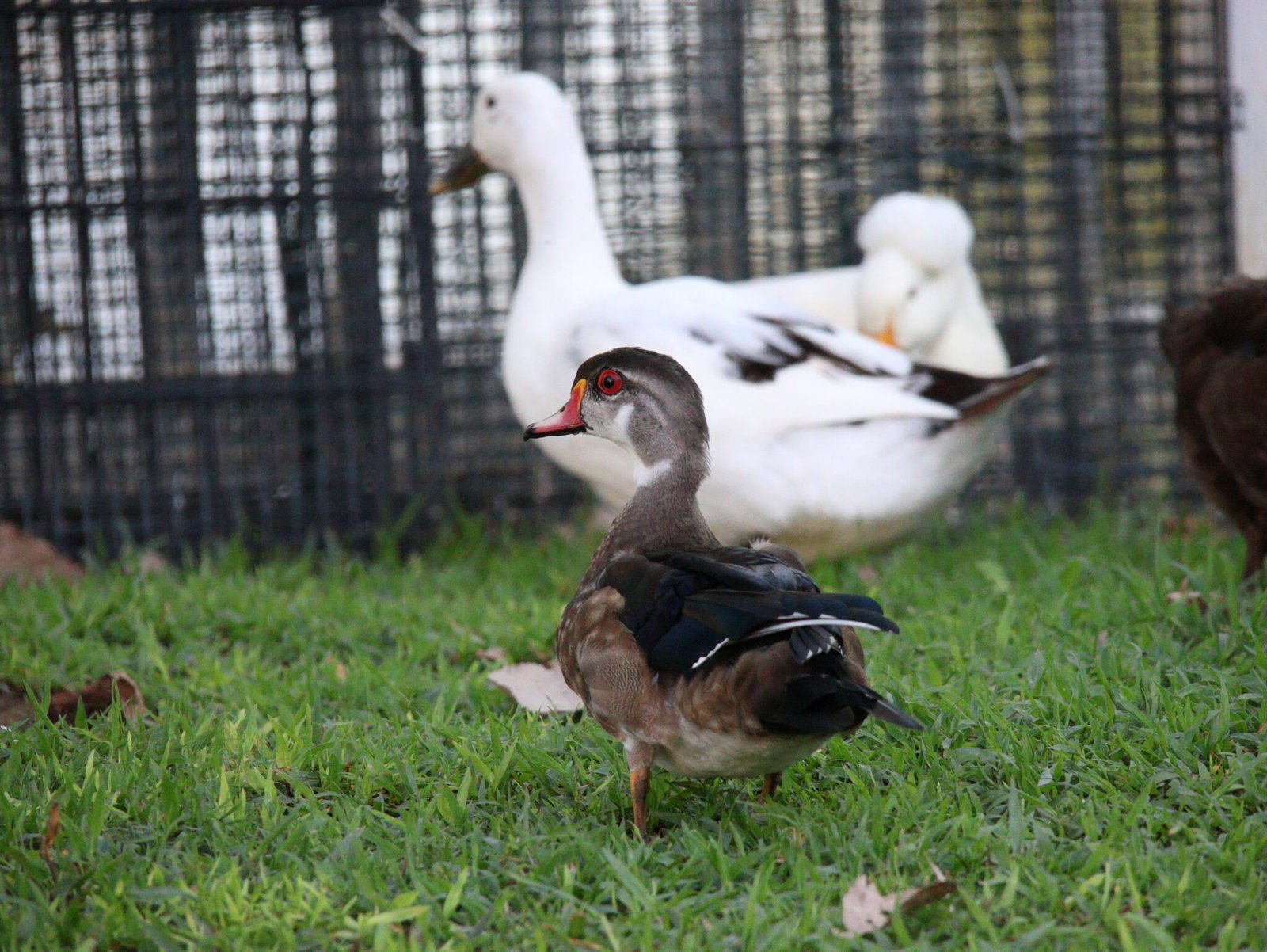Wood Ducks: North America’s Tree-Nesting, Wild Beauties