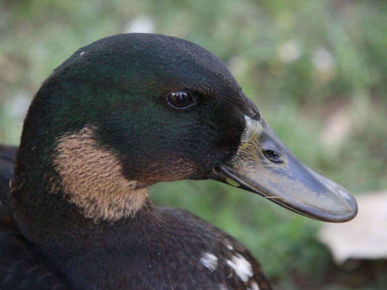 Color Genetics in Ducks: Why Are Some Ducklings a Surprise?