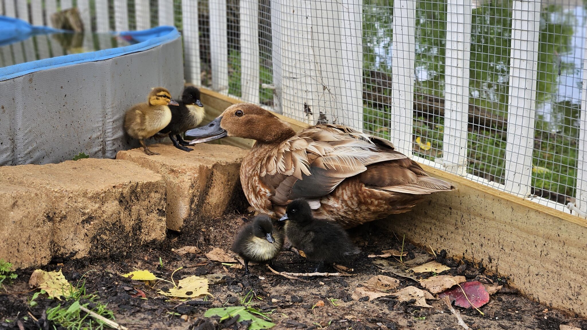 Color Genetics in Ducks: Why Are Some Ducklings a Surprise?