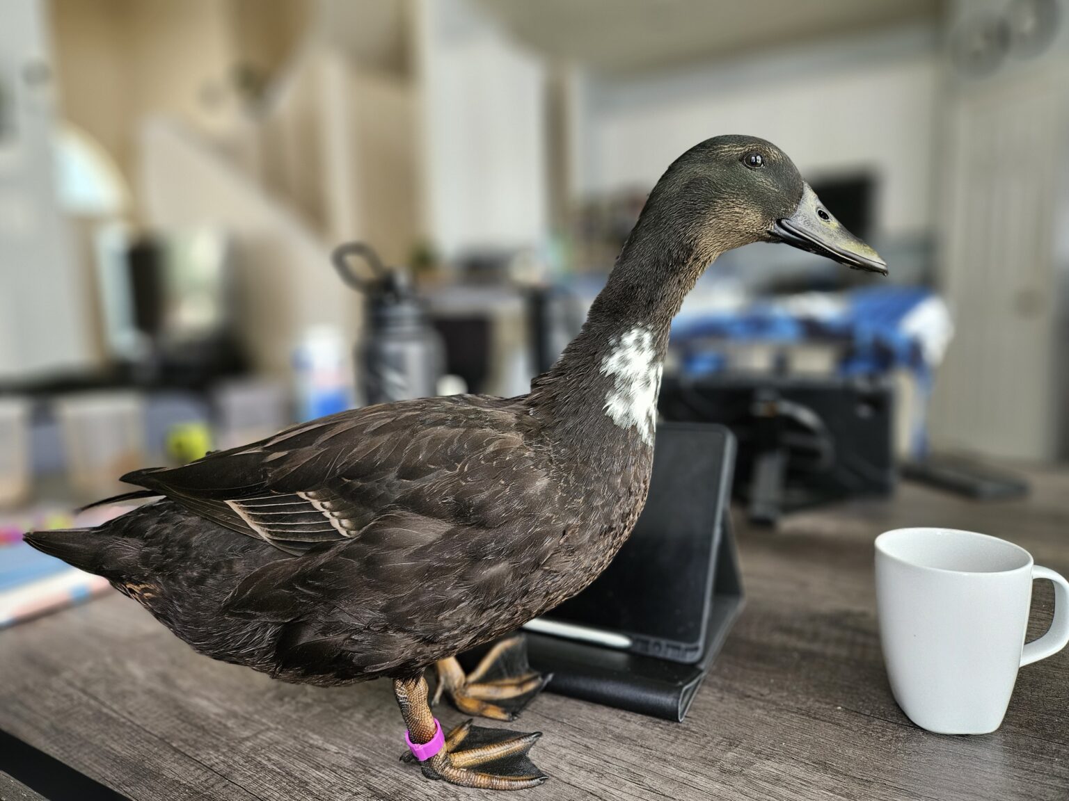 Color Genetics in Ducks: Why Are Some Ducklings a Surprise?