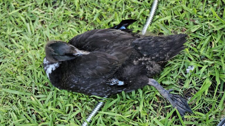 How Ducks Sleep: Brain Hemispheres, Posture, and Safety