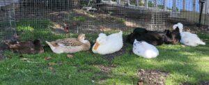 How Ducks Sleep: Brain Hemispheres, Posture, and Safety