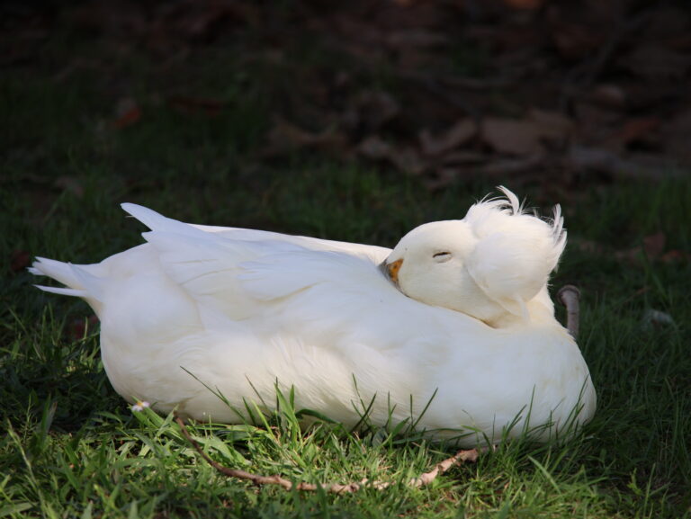 How Ducks Sleep: Brain Hemispheres, Posture, and Safety