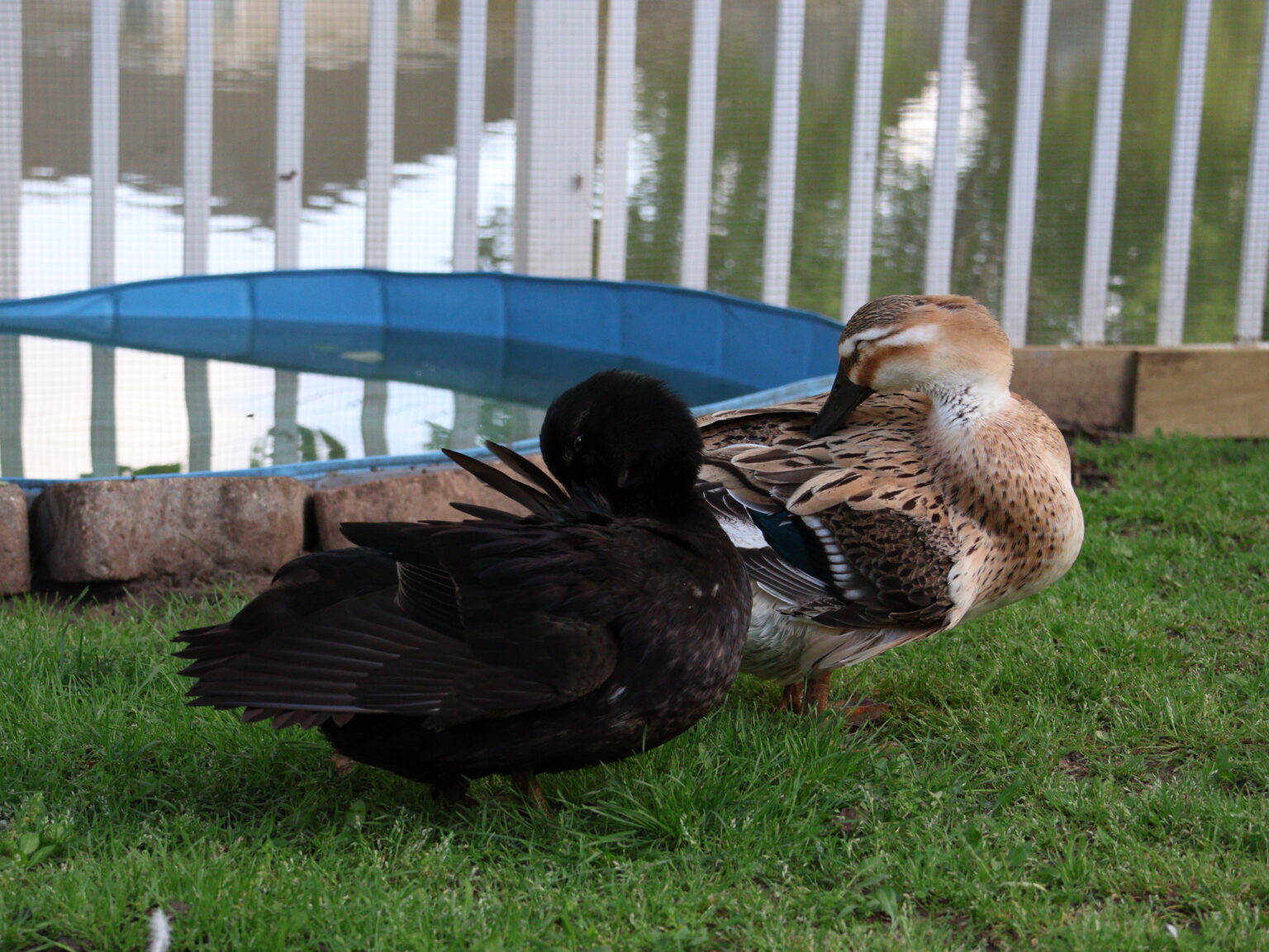 The Science of Duck Preening: Feather Care, Oil Glands, and Health