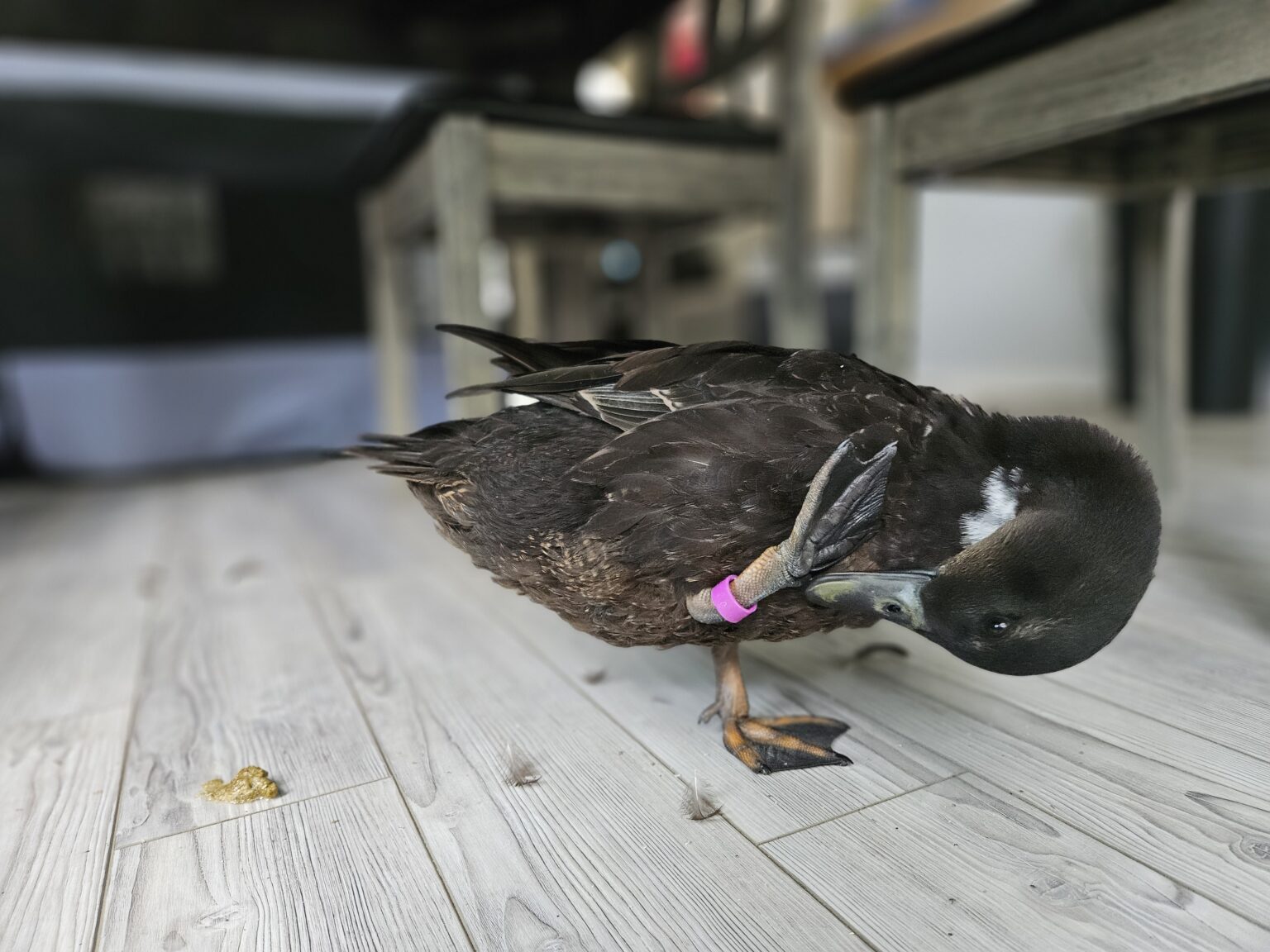 Duck Markings and Leg Bands: Identification and Options for Pet Ducks