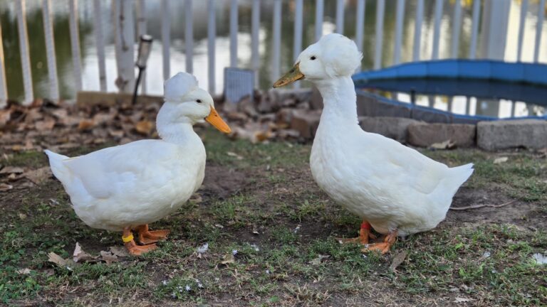 Why Ducks Tilt Their Heads and Other Duck Body Language Explained