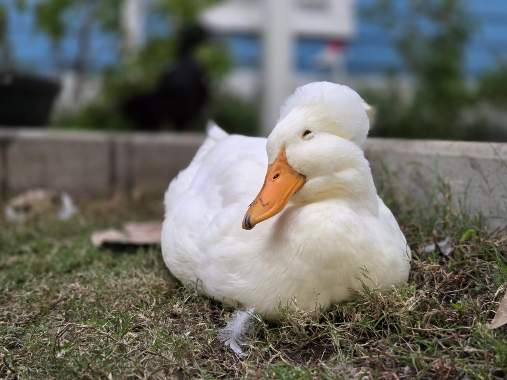 Why Ducks Tilt Their Heads and Other Duck Body Language Explained