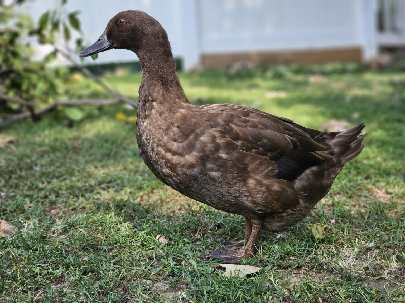 Why Ducks Tilt Their Heads and Other Duck Body Language Explained