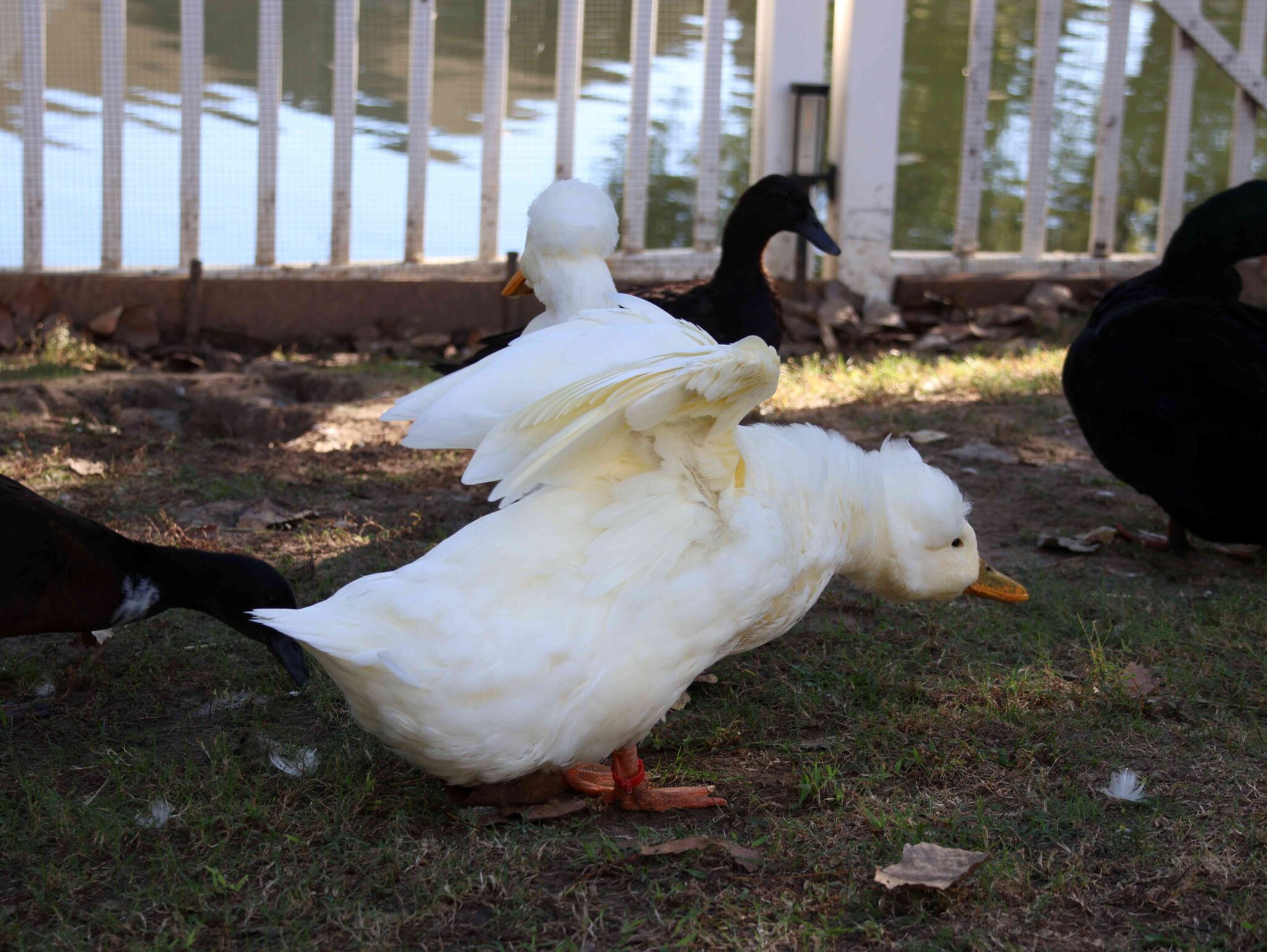 Why Ducks Tilt Their Heads and Other Duck Body Language Explained